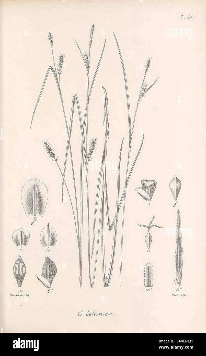 Illustrations of the genus Carex, London, William Pamplin, 1858-1867 ...