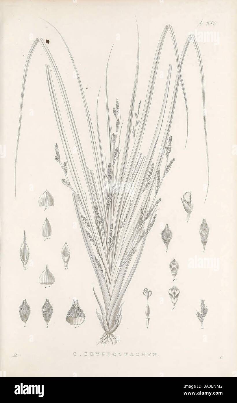 Illustrations of the genus Carex London, William Pamplin, 1858-1867 ...