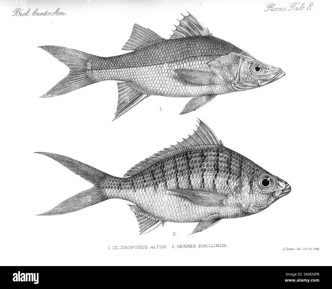 Different specimen displays Black and White Stock Photos & Images - Alamy
