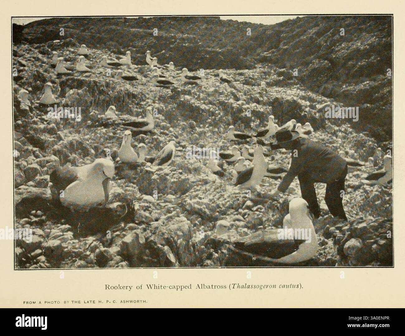 The Emu, Melbourne, Royal Australasian Ornithologists Union, 1901 ...