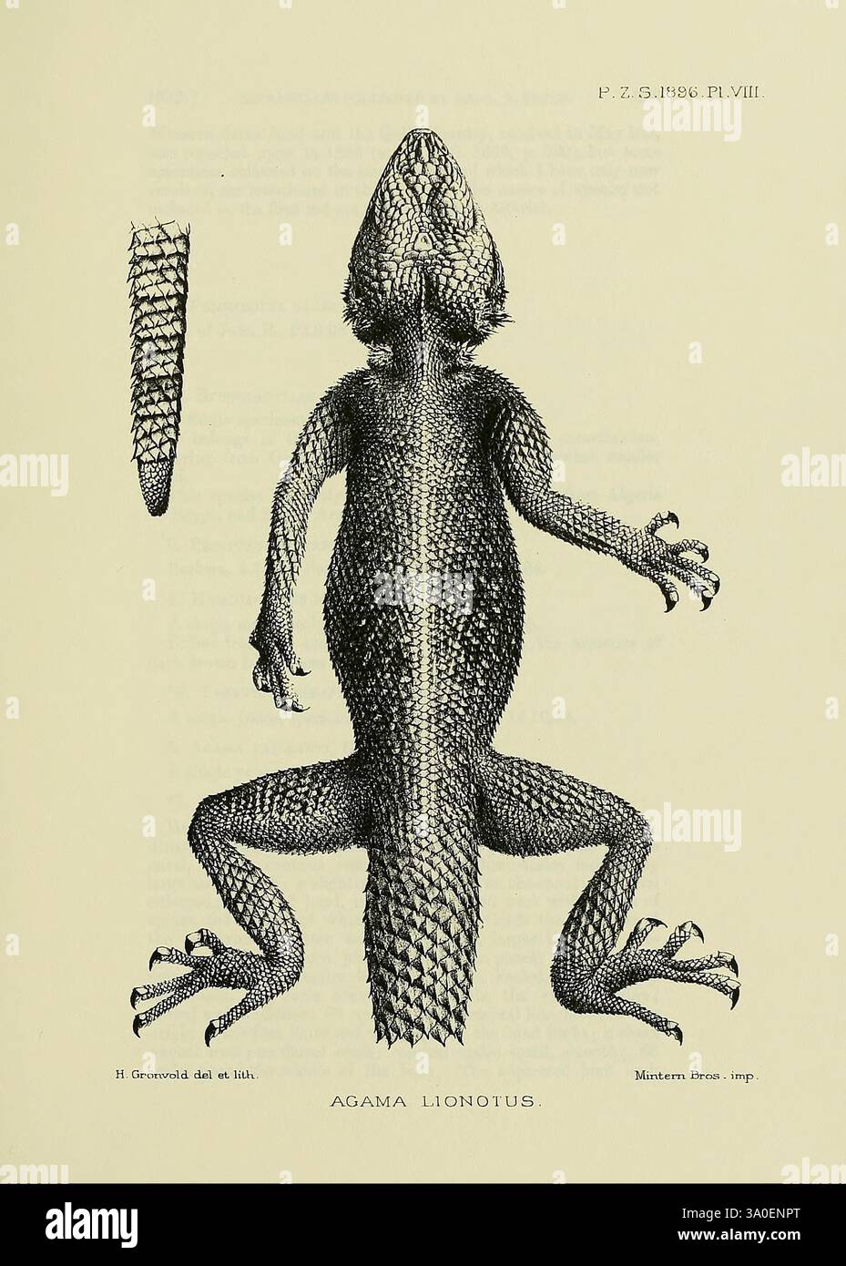 Proceedings of the Zoological Society of London, London, Academic Press ...