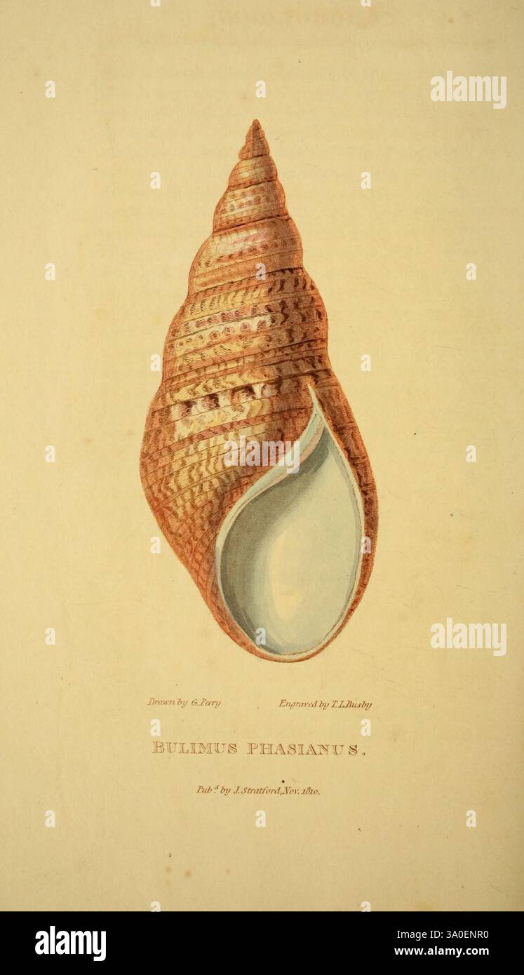 Bulimus phasianus hi-res stock photography and images - Alamy