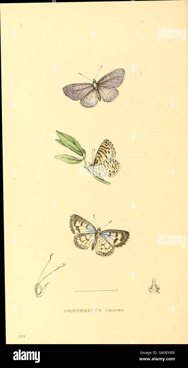 Illustration features three distinct butterfly specimens hi-res stock ...