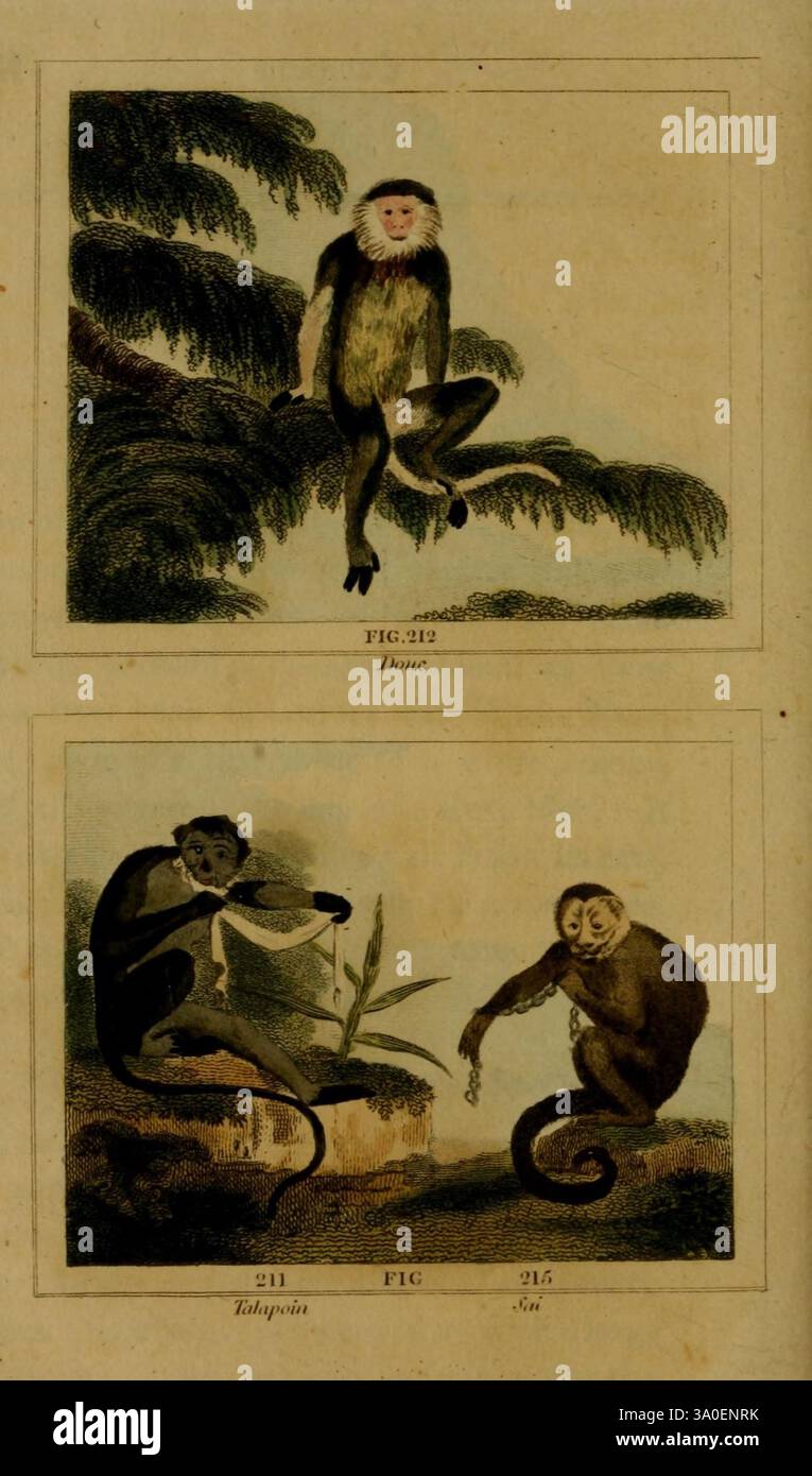 Two distinct species of monkeys hi-res stock photography and images - Alamy