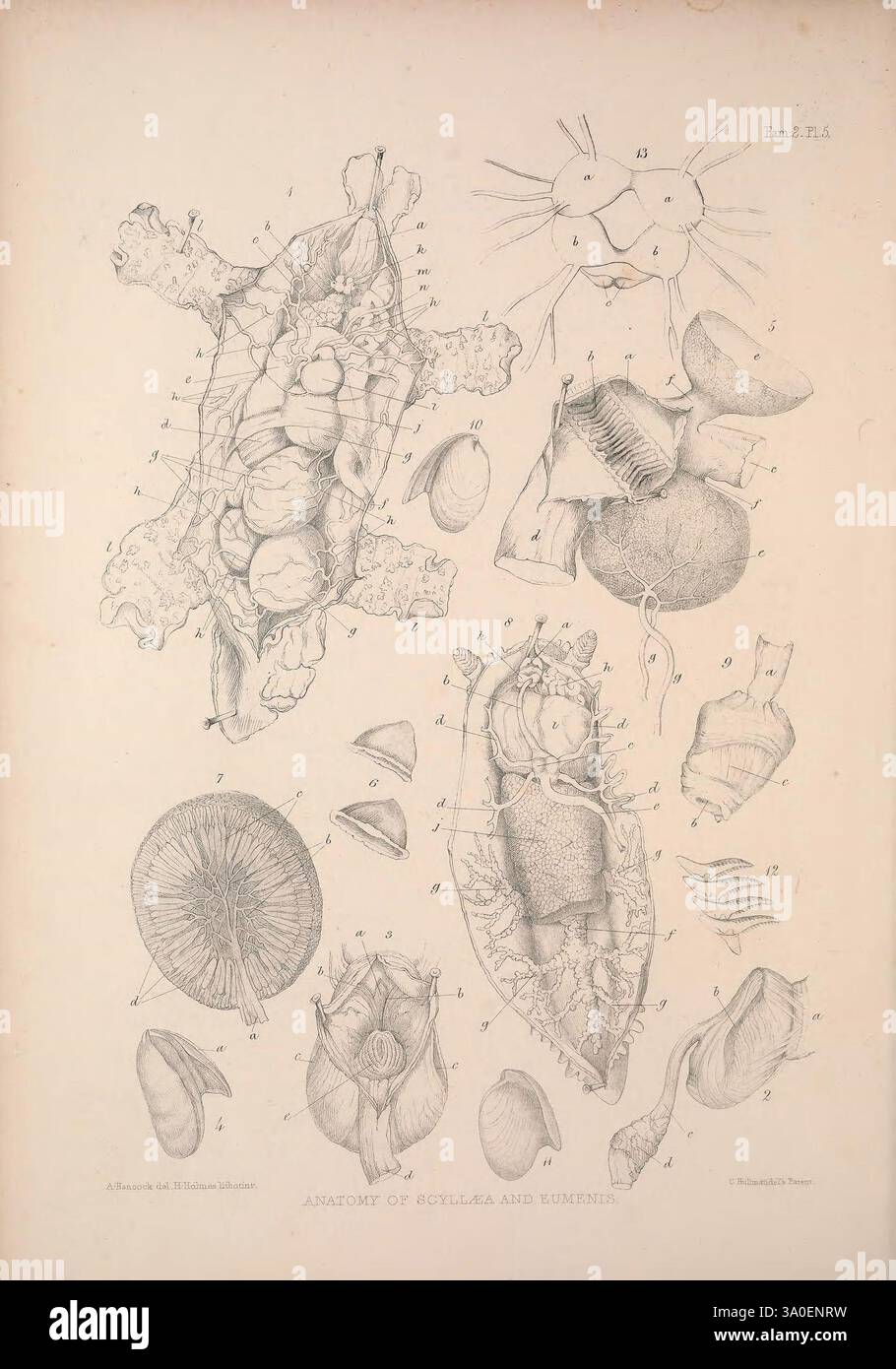 A monograph of the British nudibranchiate Mollusca, London, 1845-1910 ...
