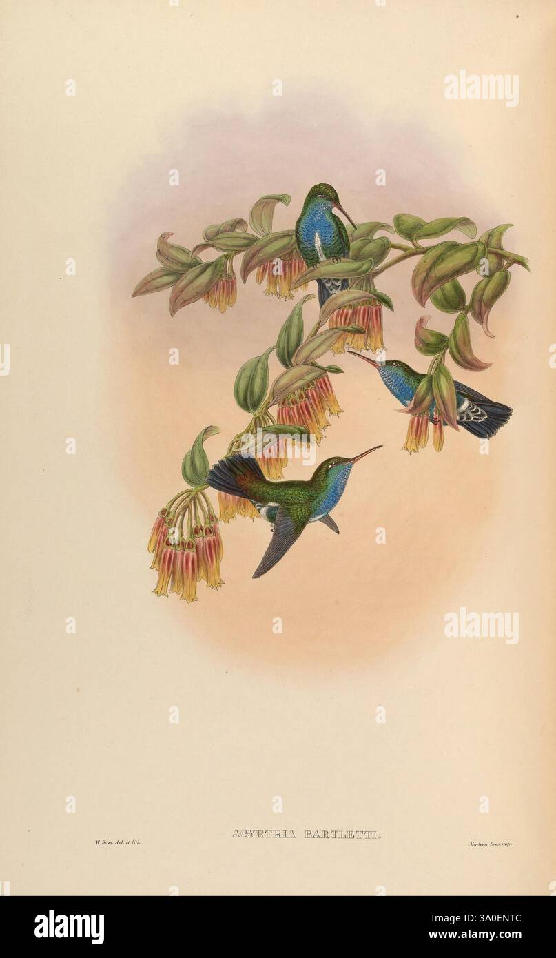 A monograph of the Trochilidae, or family of humming-birds. London ...