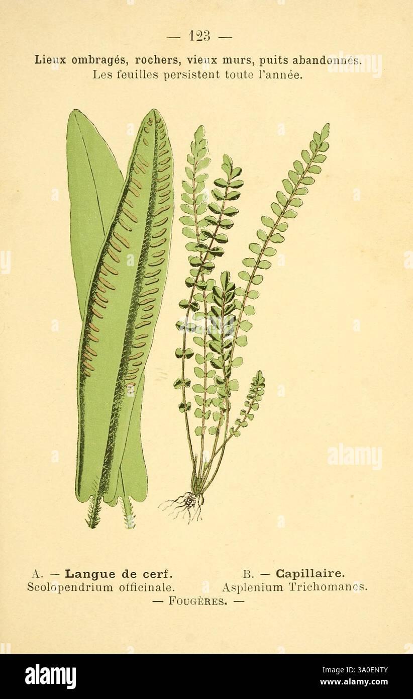 Two types of ferns hi-res stock photography and images - Alamy
