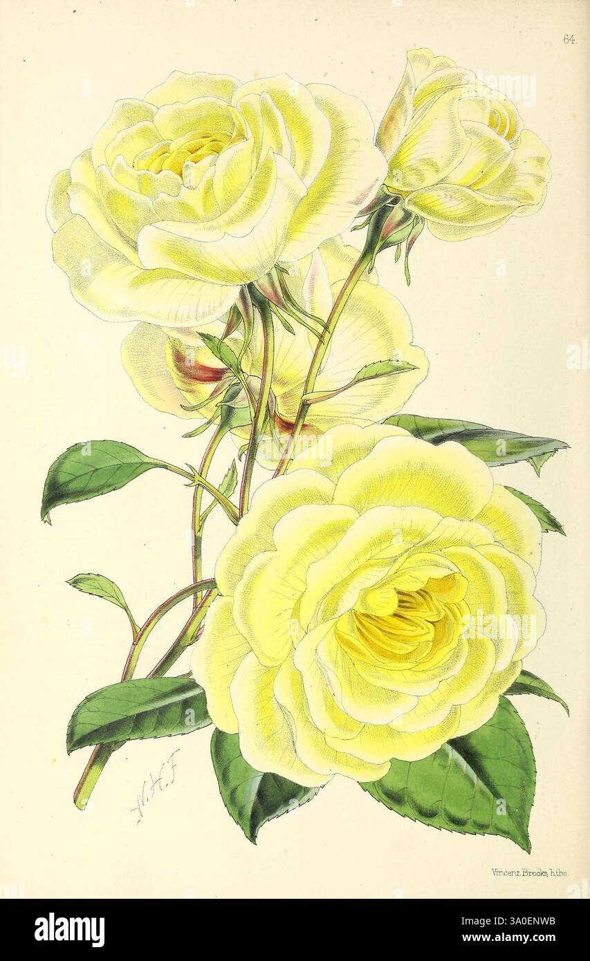 Rosa celine forestier hi-res stock photography and images - Alamy