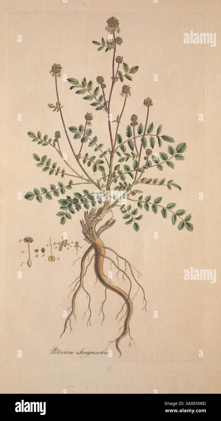 Clusters of small round flower buds emerge hi-res stock photography and ...