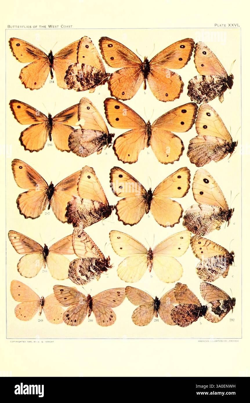 Comprehensive display of various butterfly specimens native hi-res ...