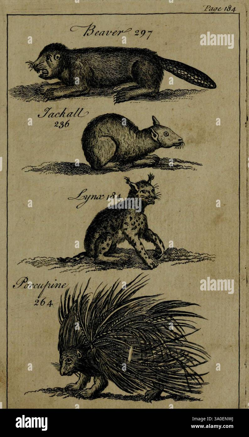 Prominent quills hi-res stock photography and images - Alamy