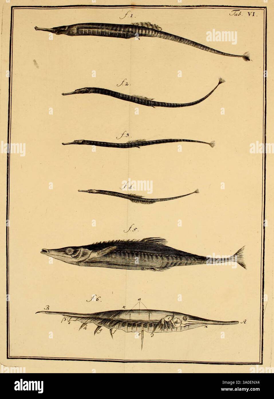 Iacobi Theodori Klein Historiae piscium naturalis Gedani [i.e. Gdansk ...