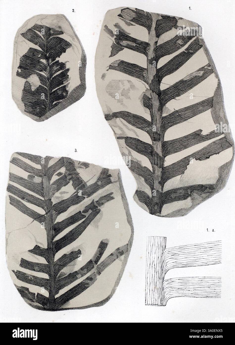 Flora, fossilis, formationis, oolithicae, Padova, Tip. del Seminario ...