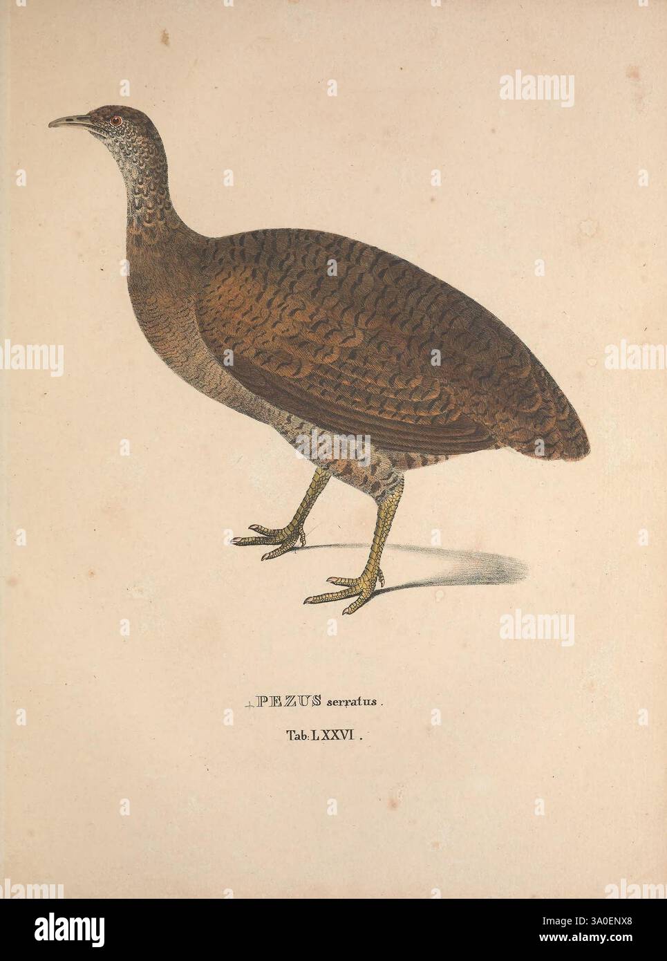 Scientific observation characteristic of historical ornithologic hi-res ...