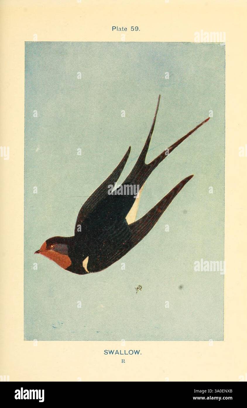 Swallows distinct coloring features hi-res stock photography and images ...