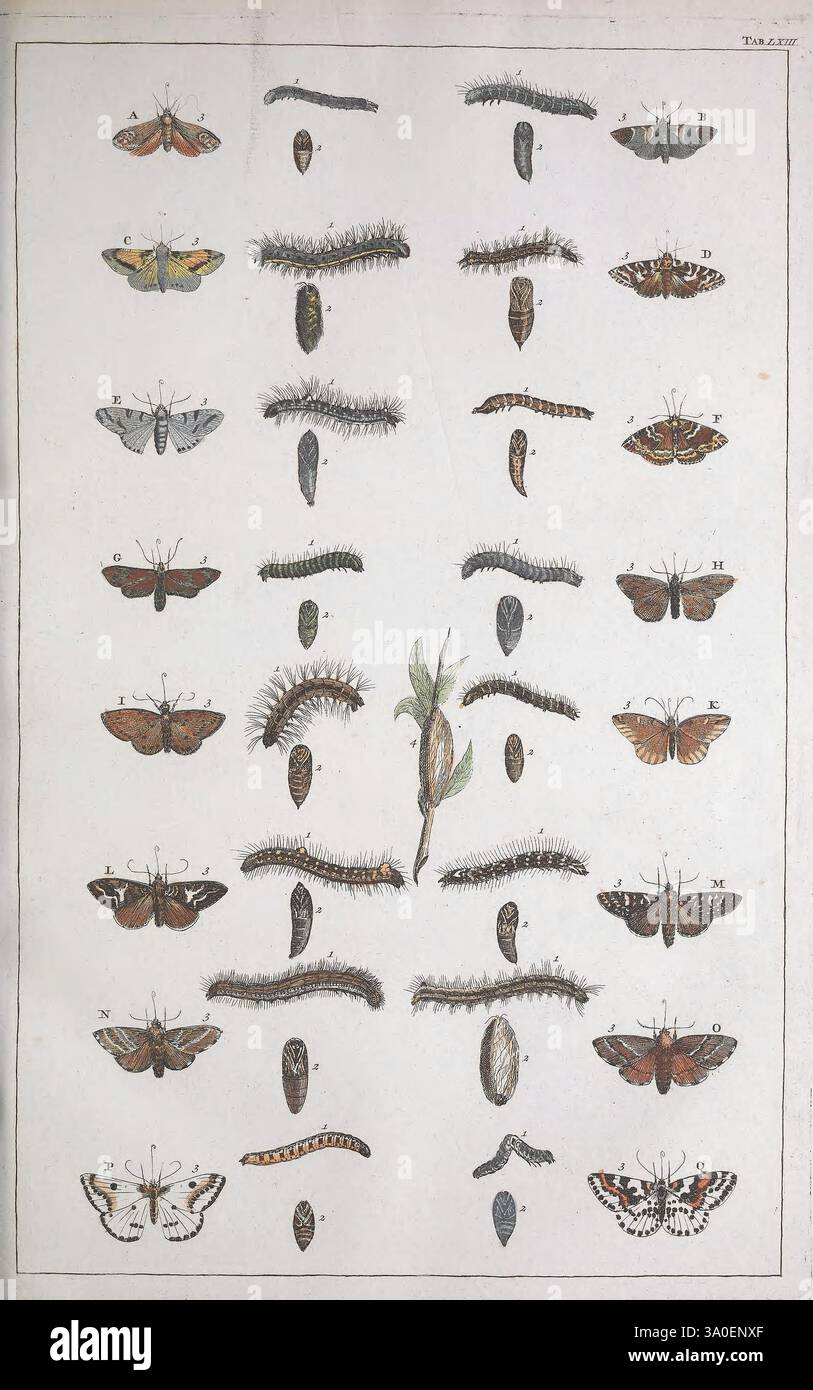 Moths in diverse colors hi-res stock photography and images - Alamy