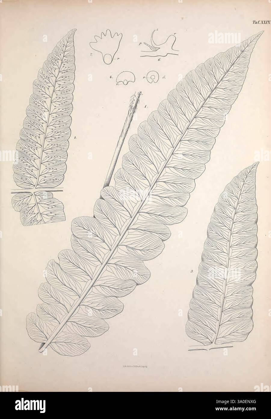 Intricate beauty of fern morphology hi-res stock photography and images ...