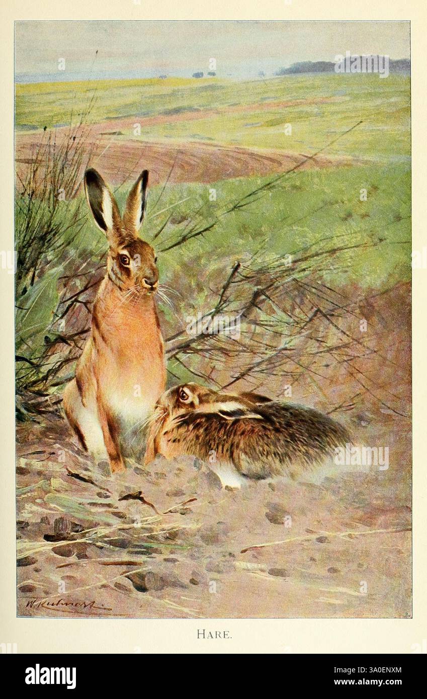 Serene scene depicts two hares hi-res stock photography and images - Alamy