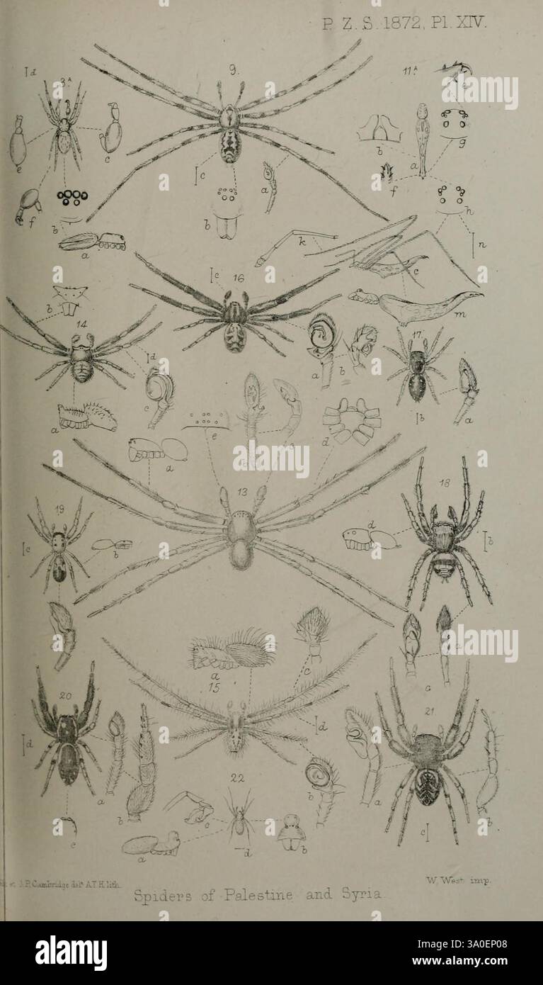 Diversity of spider morphology hi-res stock photography and images - Alamy
