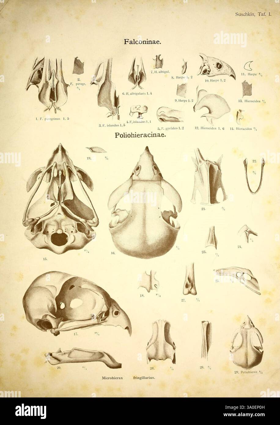 Zur Morphologie des Vogelskelets Moscow Kouchnereff 1905 birds anatomy ...