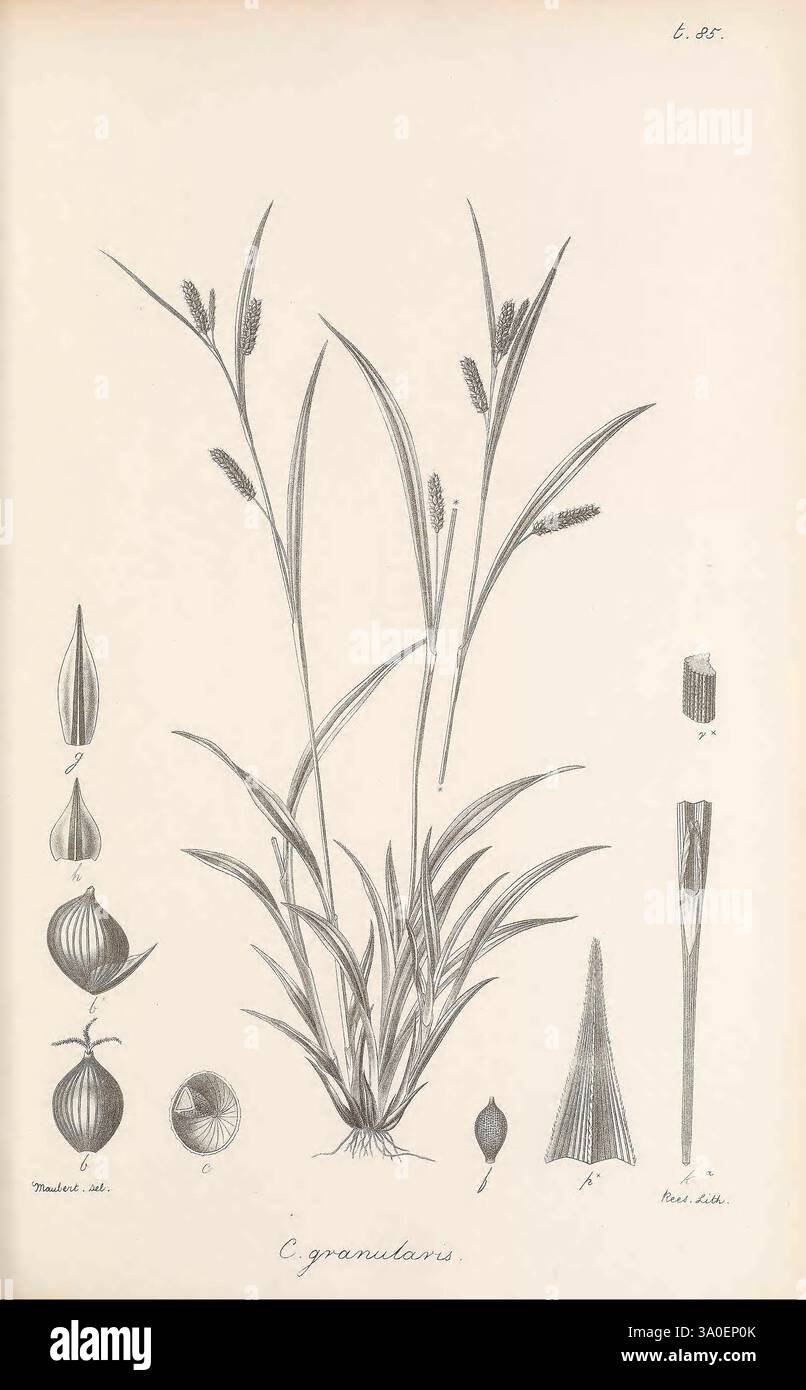 Illustrations, of, the, genus, Carex, London, William, Pamplin, 1858 ...