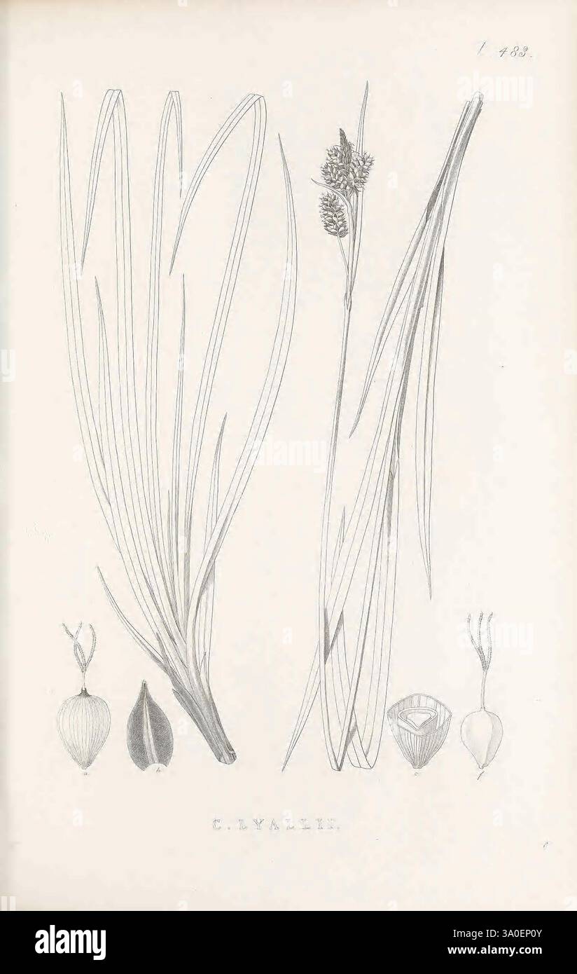 Illustrations of the Genus Carex London, William Pamplin, 1858-1867 ...