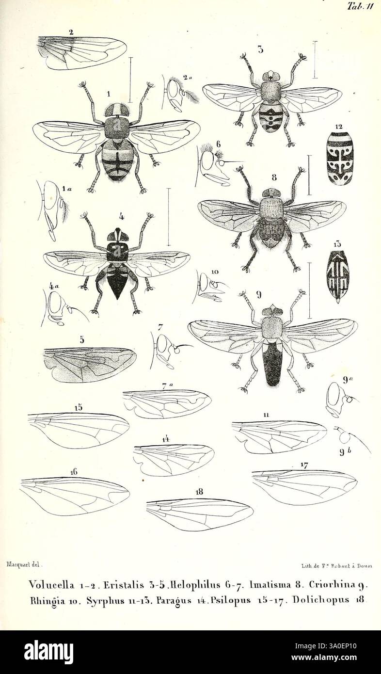 Highlight different anatomical characteristics hi-res stock photography ...