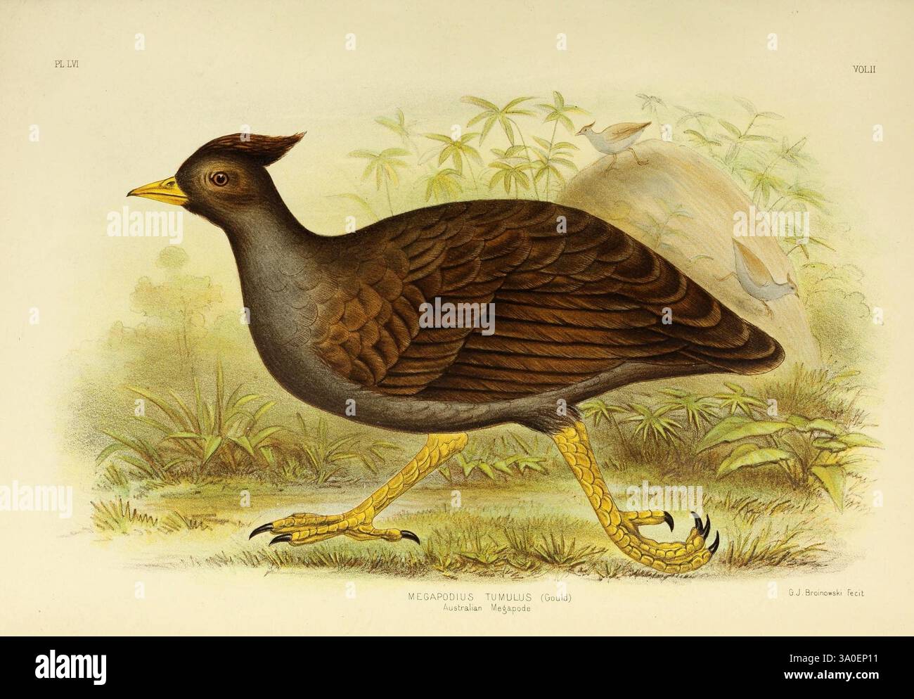 The birds of Australia, Melbourne C. Stuart & Co, 1890-91 birds ...