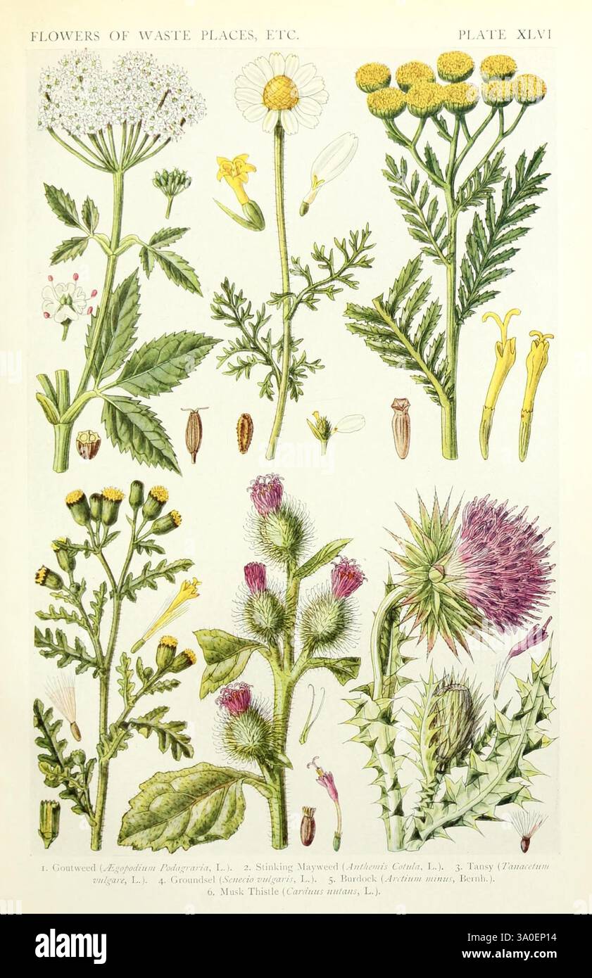 A new British flora, London, Gresham Pub. Co, 1919 floras, Great ...