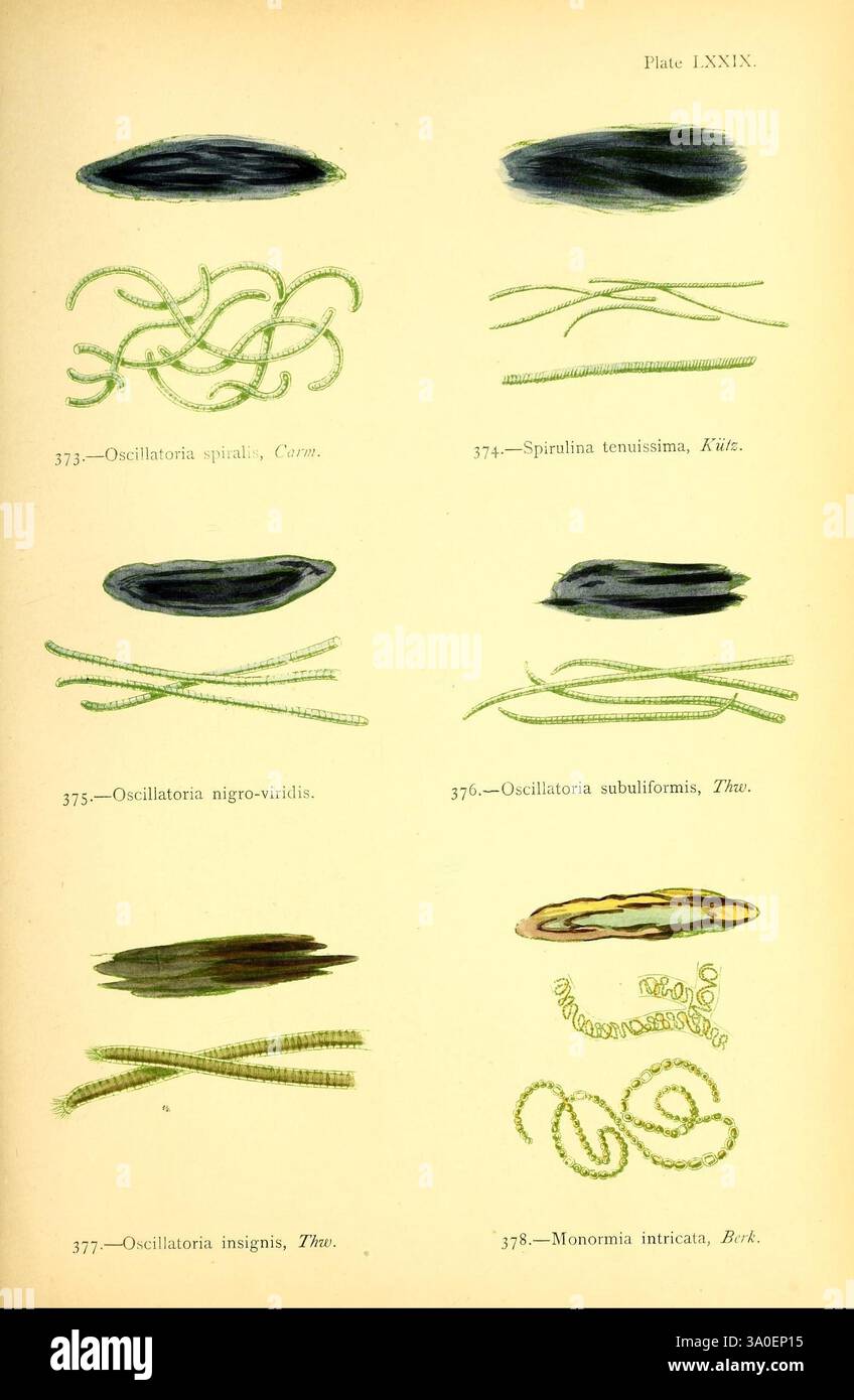 Oscillatoria species hi-res stock photography and images - Alamy