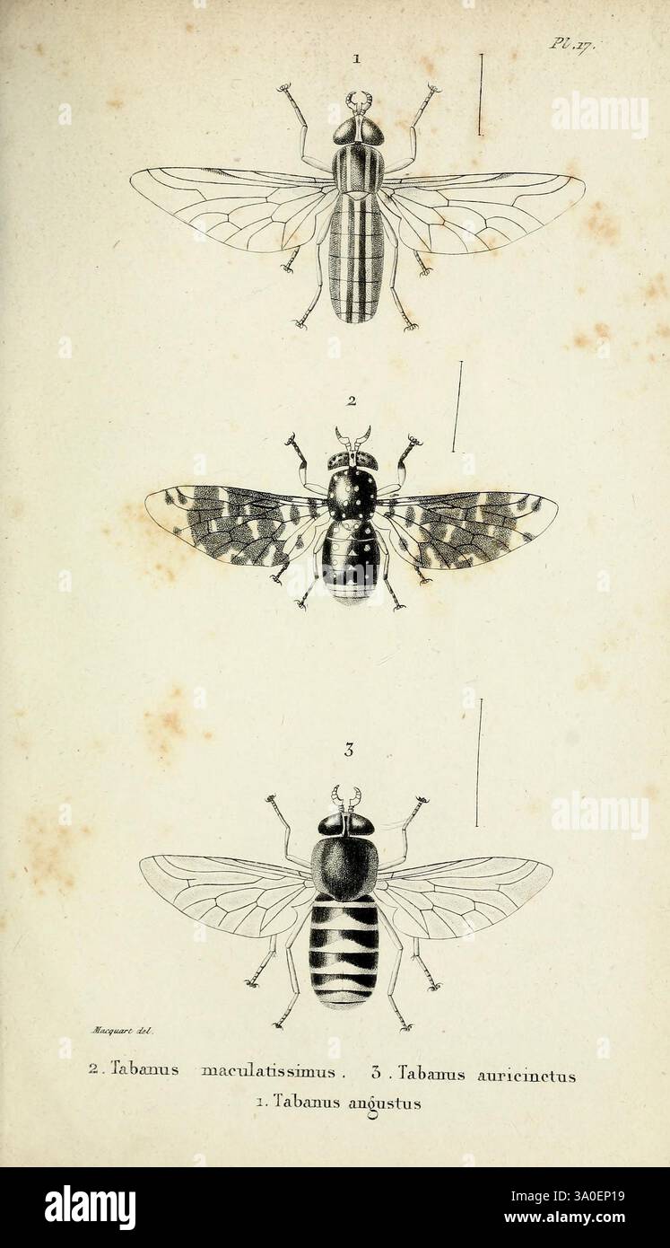 Diptères exotiques nouveaux ou peu connus Paris, Roret, 1838-1843 ...