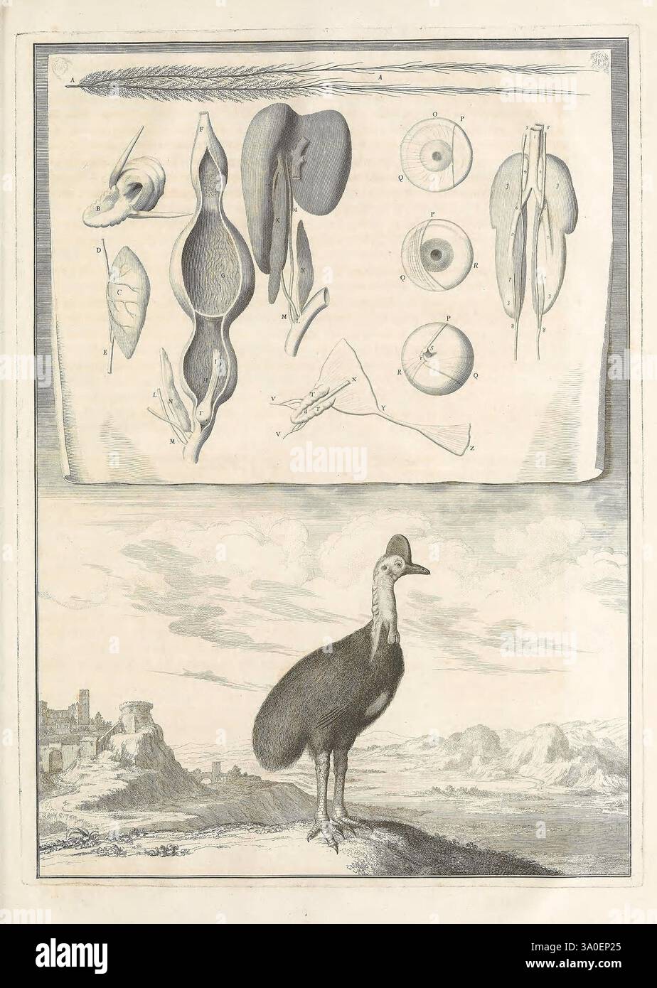 Diagrams illustrate components of avian structure hi-res stock ...