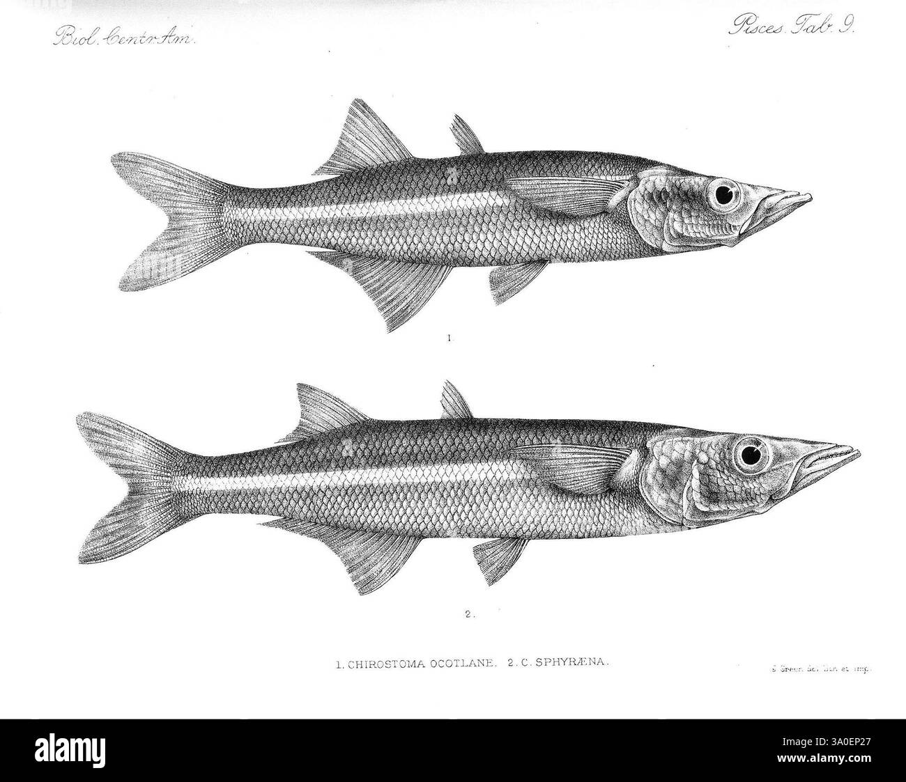 1879 1915 archaeology botany central america description hi-res stock ...