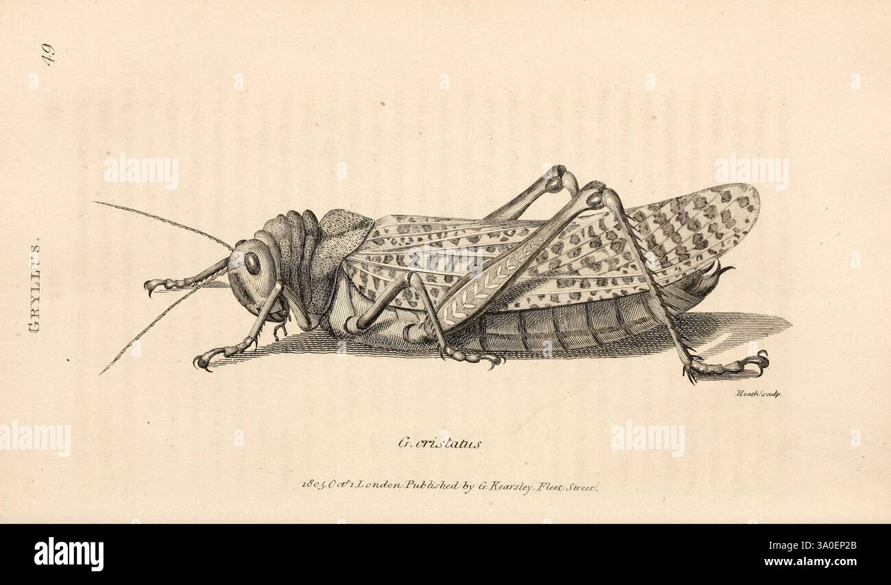 Grasshoppers unique traits hi-res stock photography and images - Alamy