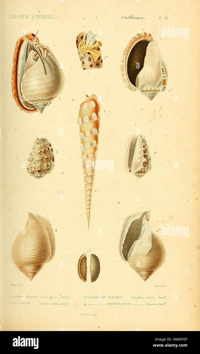 Les Mollusques Paris Fortin Masson et Cie 1836-1845 Classification ...