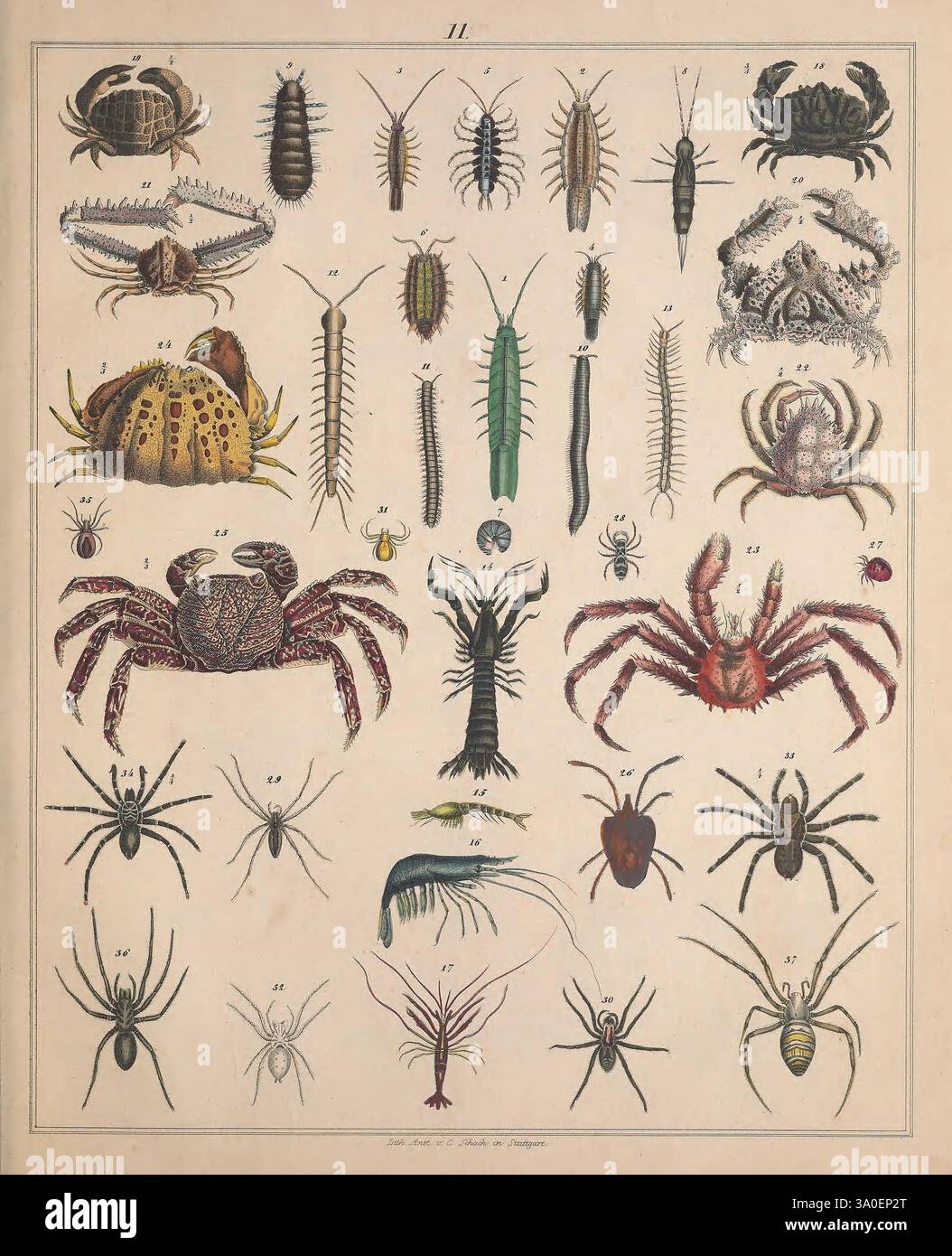 Multiple types of spiders hi-res stock photography and images - Alamy