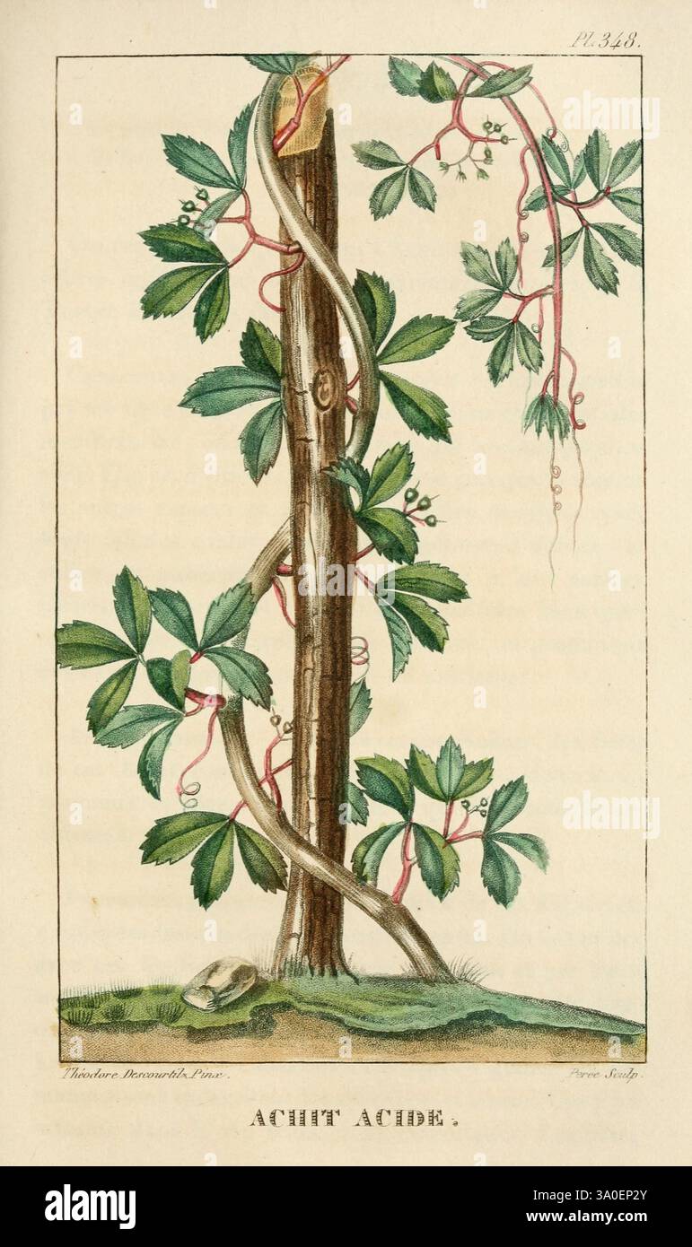 Flore pittoresque et médicale des Antilles, Paris, Pichard, 1821-1829 ...