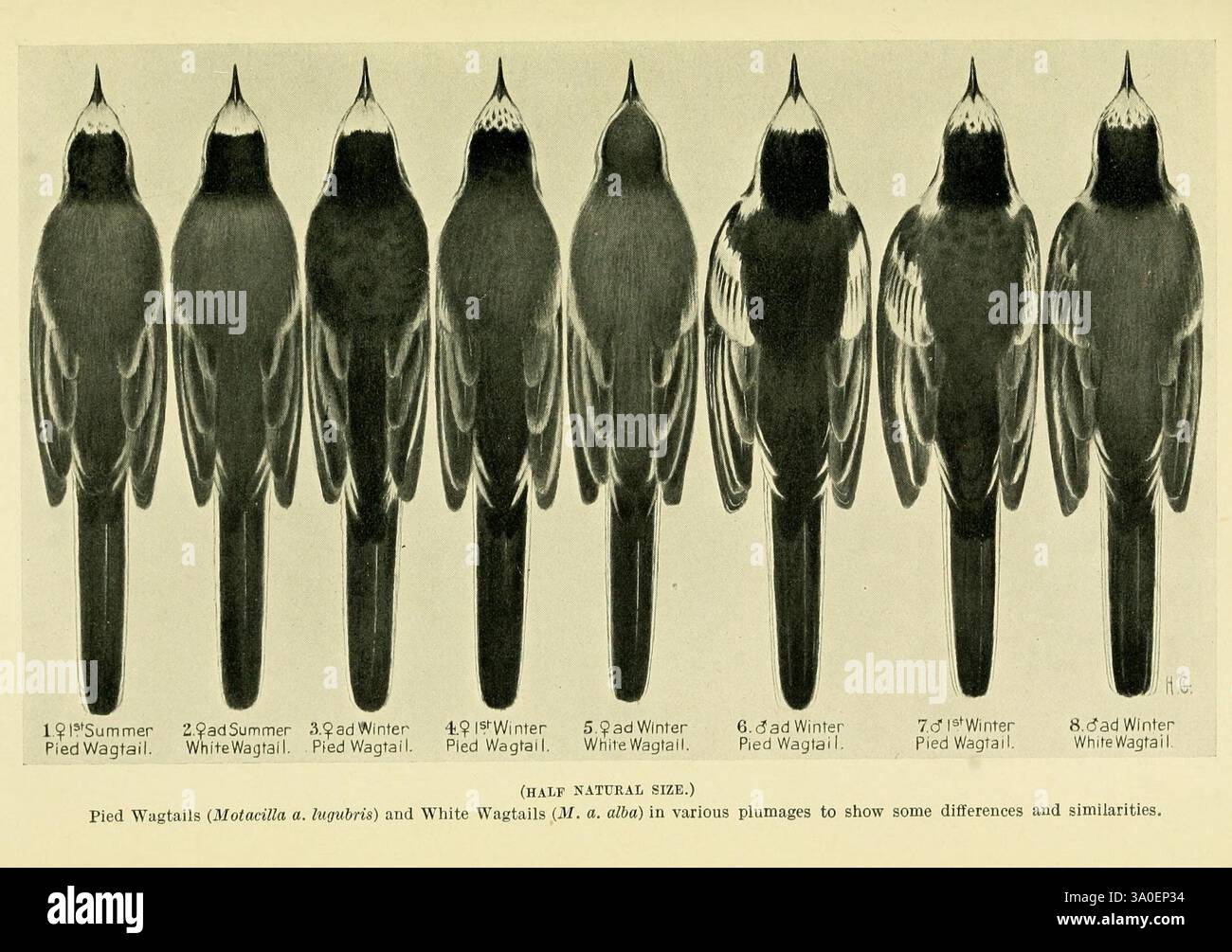 A practical handbook of British birds London, Witherby, 1920-24 Birds ...