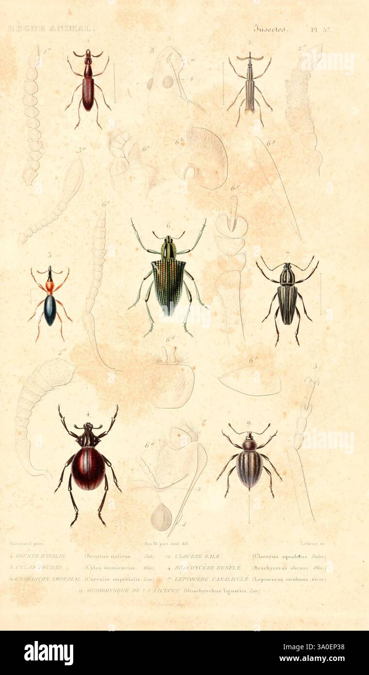 Context of entomological study hi-res stock photography and images - Alamy