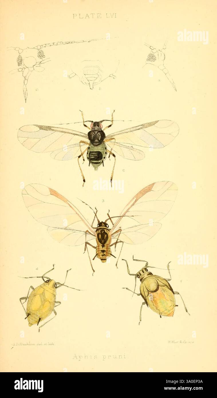 Anatomical diagram highlights hi-res stock photography and images - Alamy
