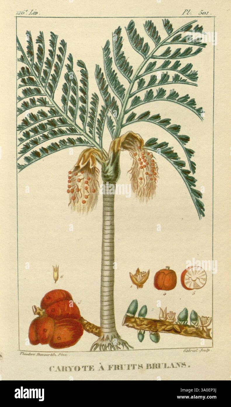 Flore médicale des Antilles, ou, Traité des plantes usuelles, Paris ...