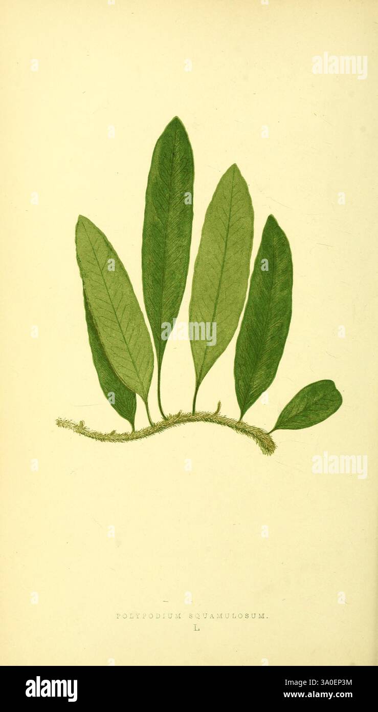 Series of elongated lance shaped leaves hi-res stock photography and ...