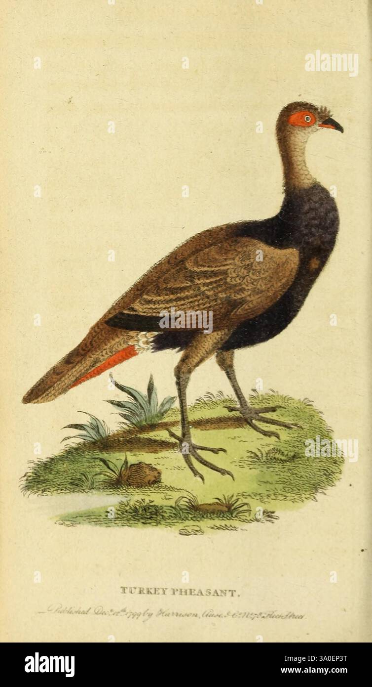 The, Naturalist's, Pocket, Magazine, or compleat, cabinet, of, the ...