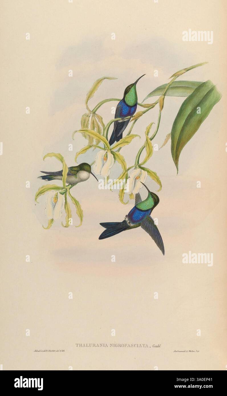 A monograph of the Trochilidae, or family of humming-birds, London ...