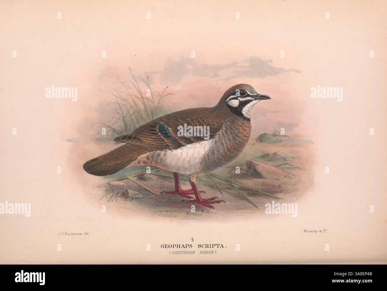 The Birds of Australia, London, Witherby & Co, 1910-1927, Australia ...