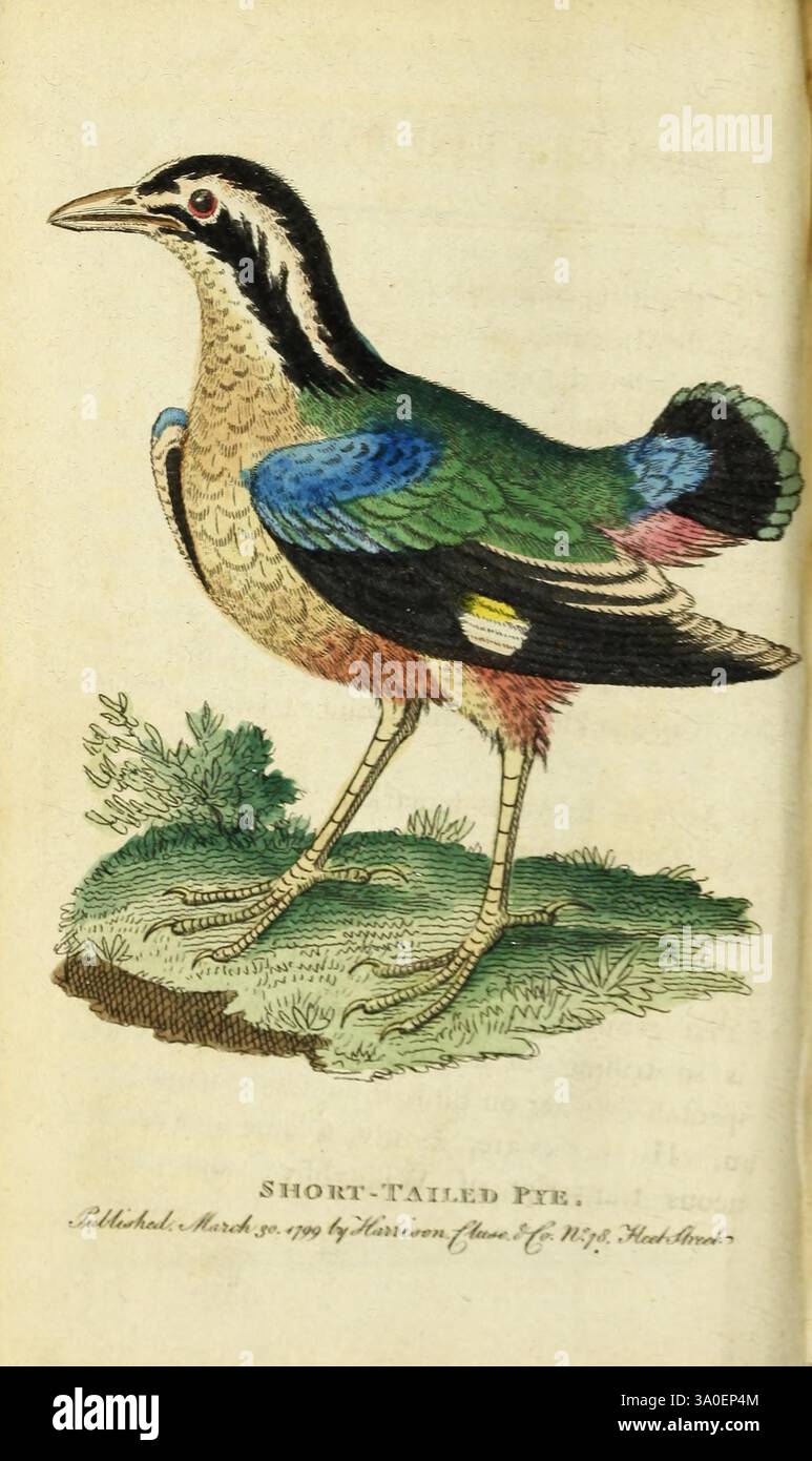 Short tailed bird stands upright hi-res stock photography and images ...