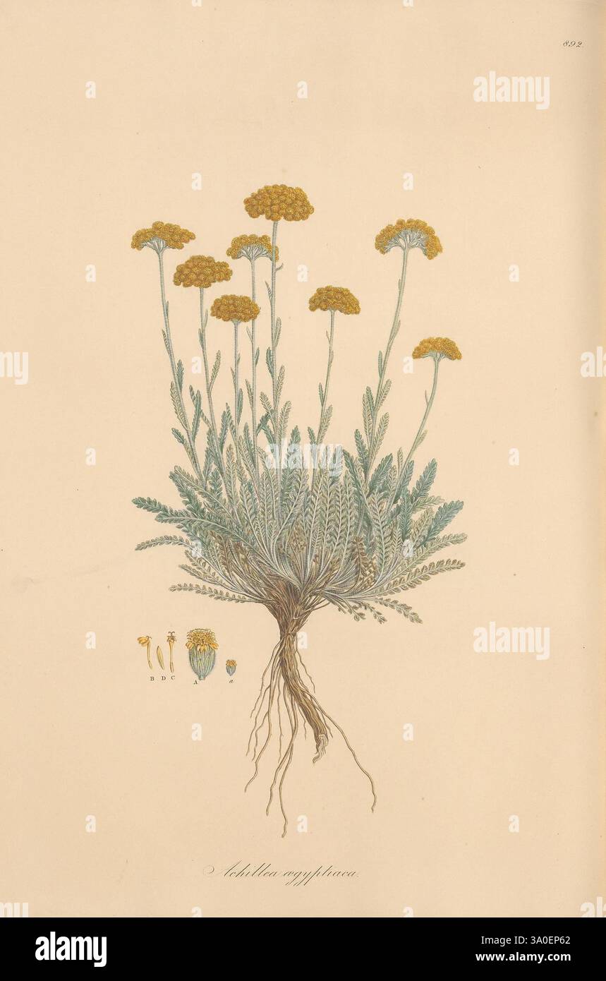 Flora Graeca, sive, Plantarum rariorum historia, quas in provinciis aut ...