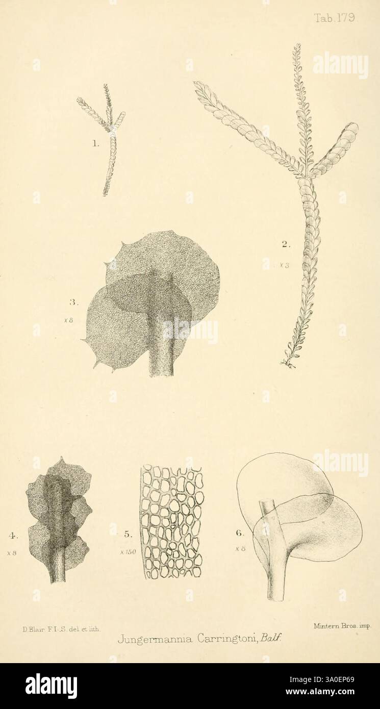 Plant species jungermannia carringtoni hi-res stock photography and ...