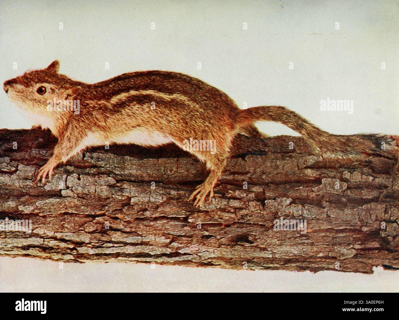 Chipmunks agile position hi-res stock photography and images - Alamy