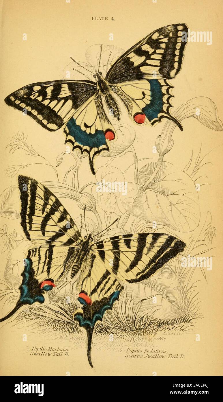 Distinguished color palette hi-res stock photography and images - Alamy